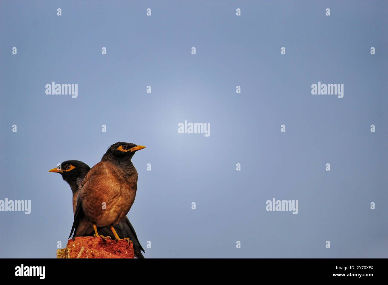Indian myna bird perched hi-res stock photography and images - Alamy