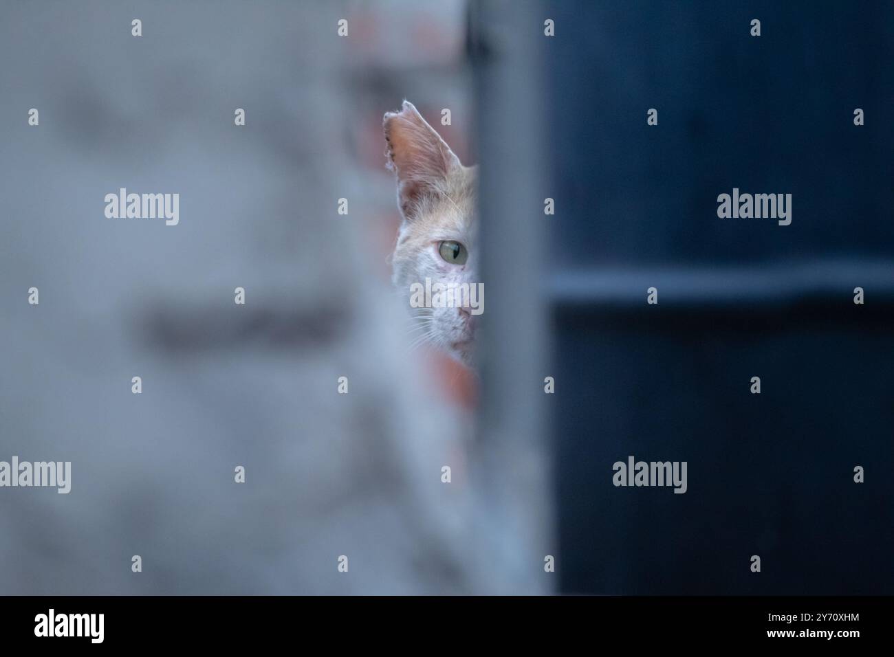 Peeking from behind a wall hi-res stock photography and images - Alamy