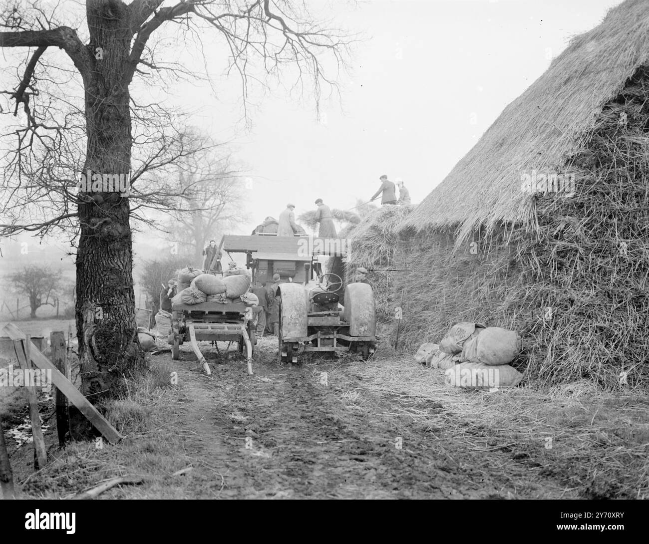 Threshing at Coldharbour Farm - Mottingham . 1 January 1947 Stock Photo ...