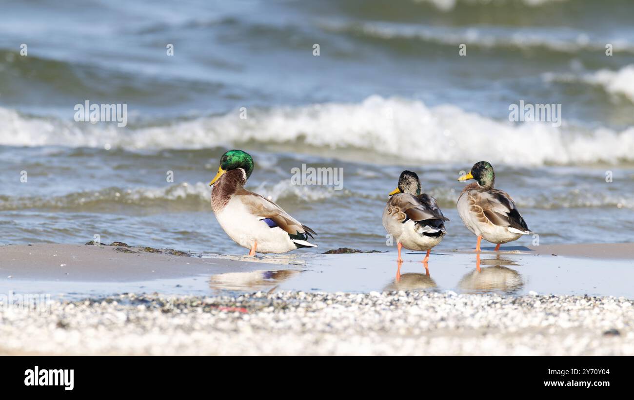 Female and male Mallard, Anas platyrhynchos standing on the beach, back ...