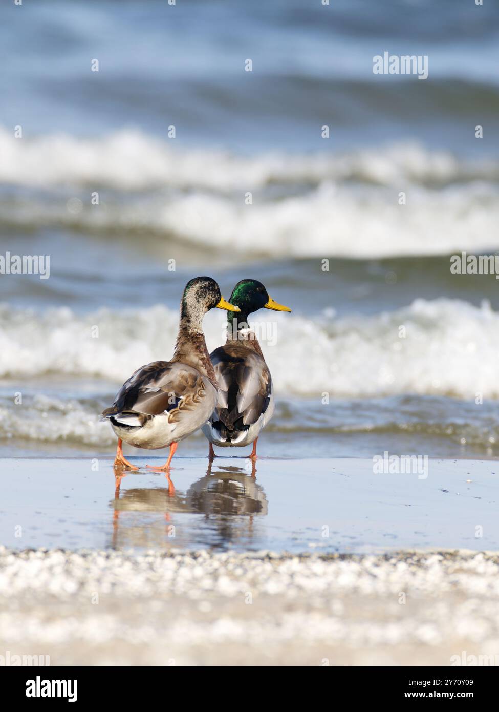 Female and male Mallard, Anas platyrhynchos standing on the beach, back ...