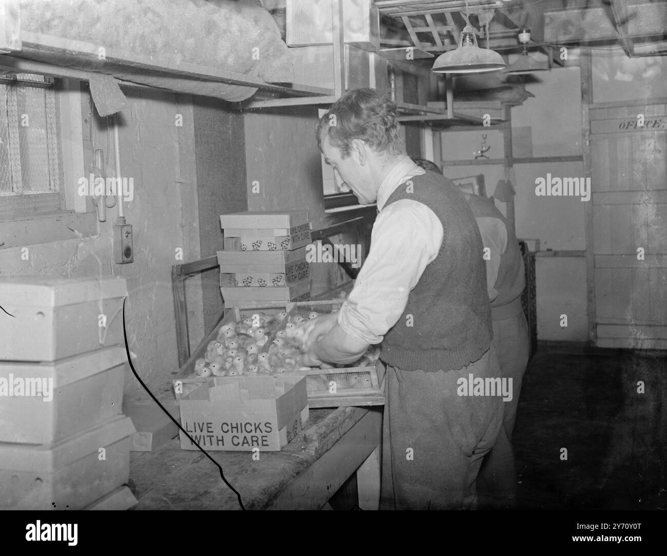 Chicks lamp Black and White Stock Photos & Images - Alamy