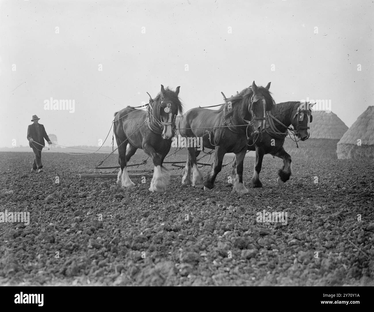 Harrowing horse field Black and White Stock Photos & Images - Alamy
