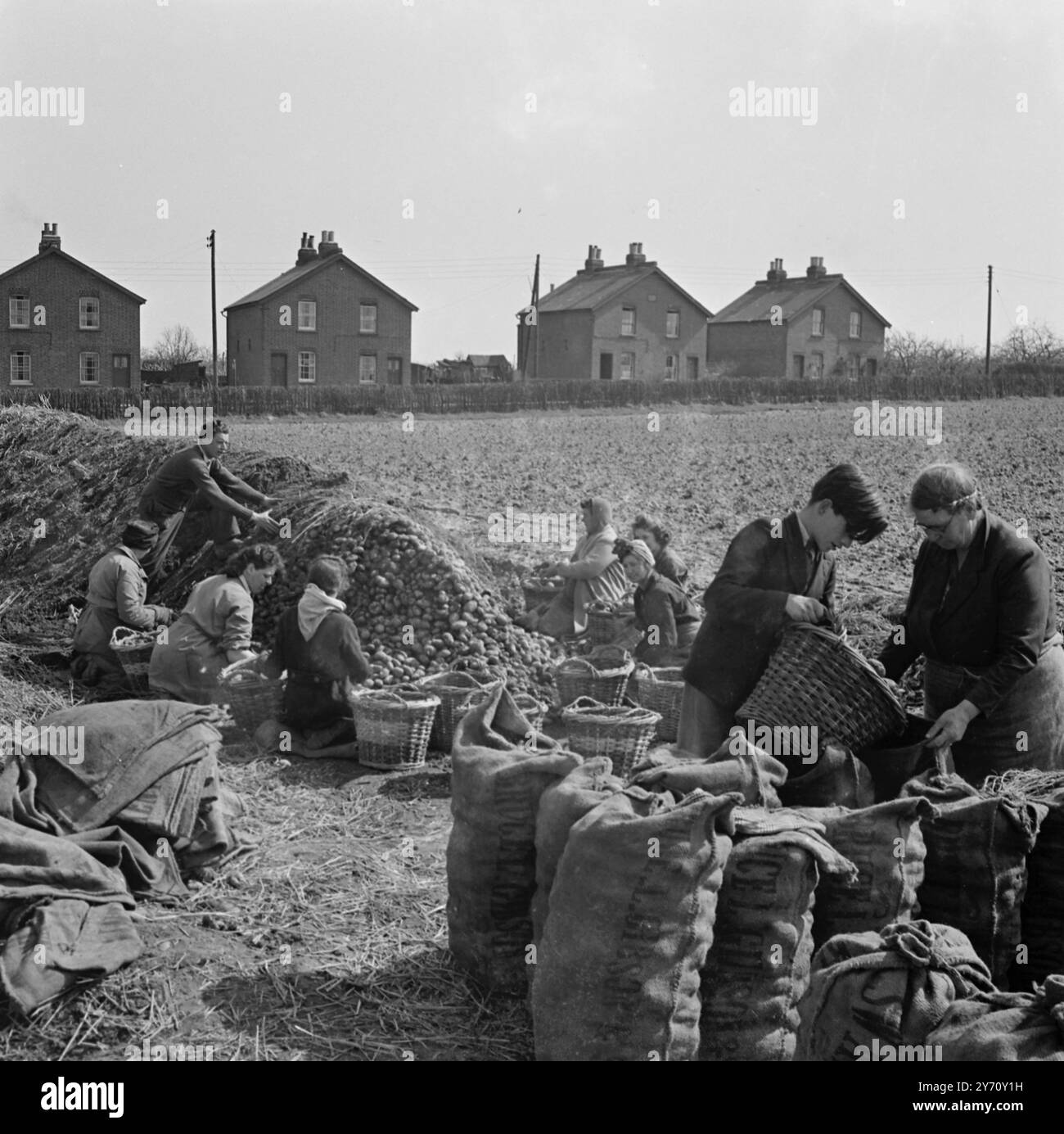 Bagging potatoes from clamp 3 April 1947 Stock Photo - Alamy