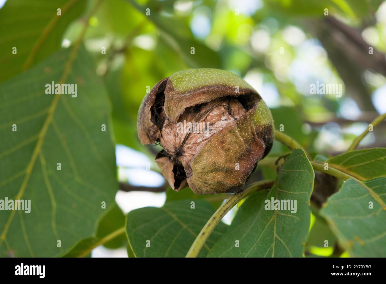 Walnut on the tree branch; the walnut is the large wrinkled edible seed ...