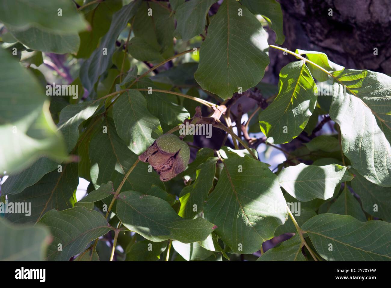 Walnut on the tree branch; the walnut is the large wrinkled edible seed ...