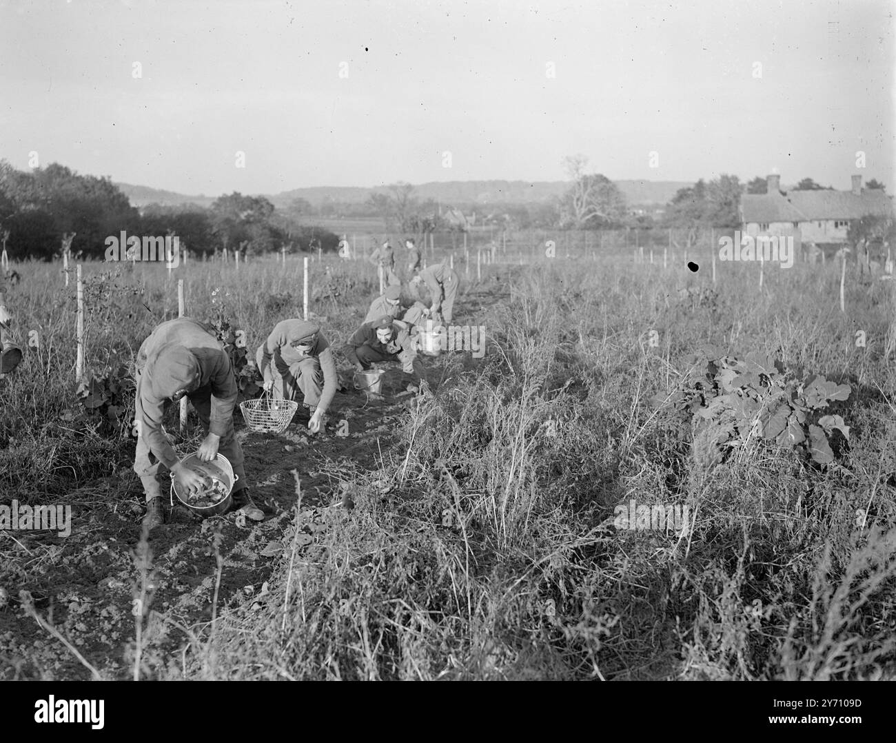 Picking potatoes 1940s hi-res stock photography and images - Alamy