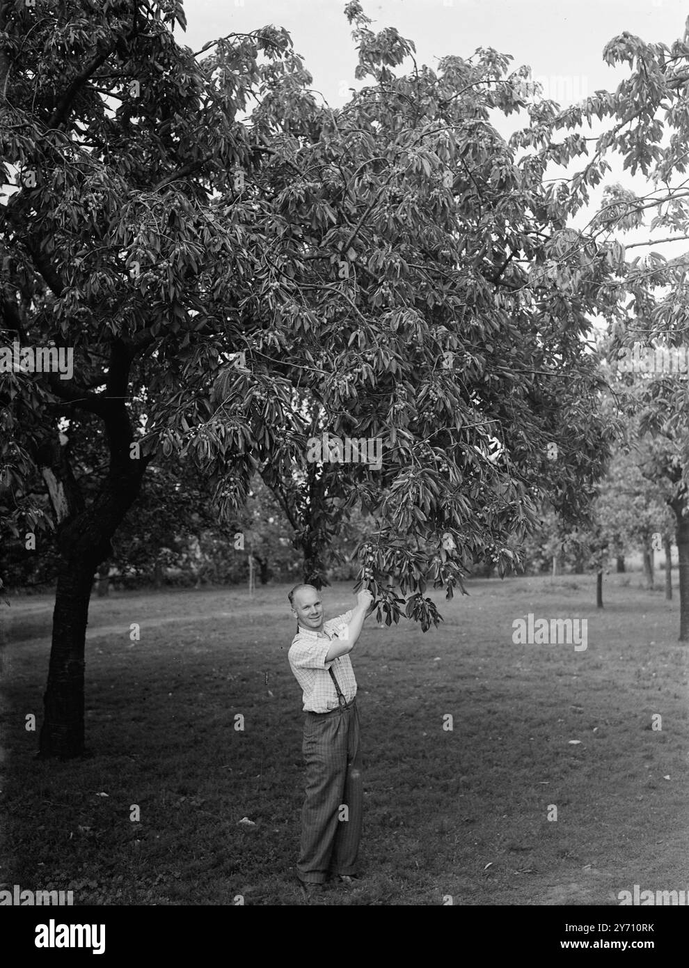 t J . Clark and cherries . 1 January 1946 Stock Photo - Alamy