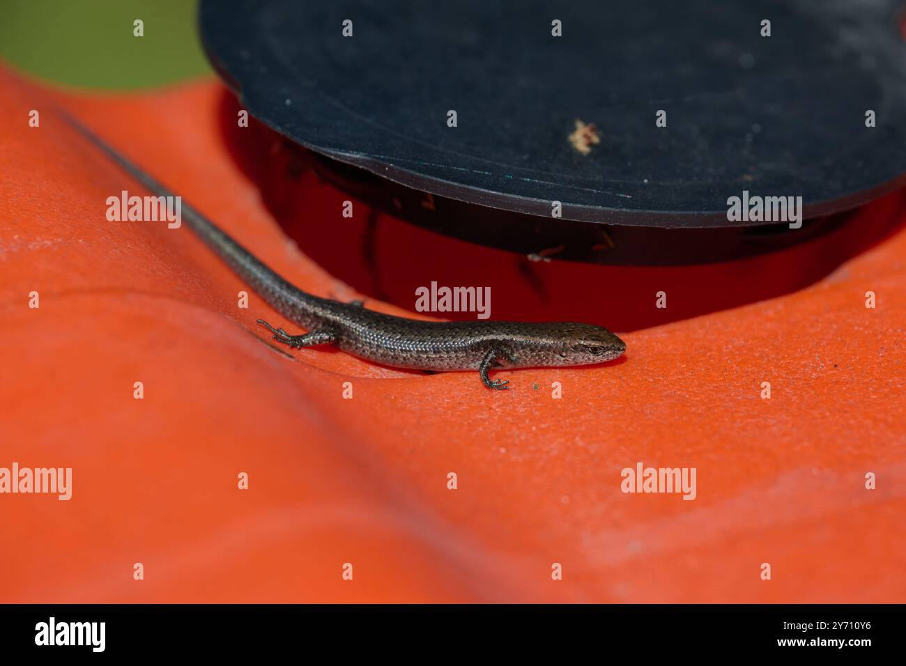 Reptile lizard slender grass hi-res stock photography and images - Alamy