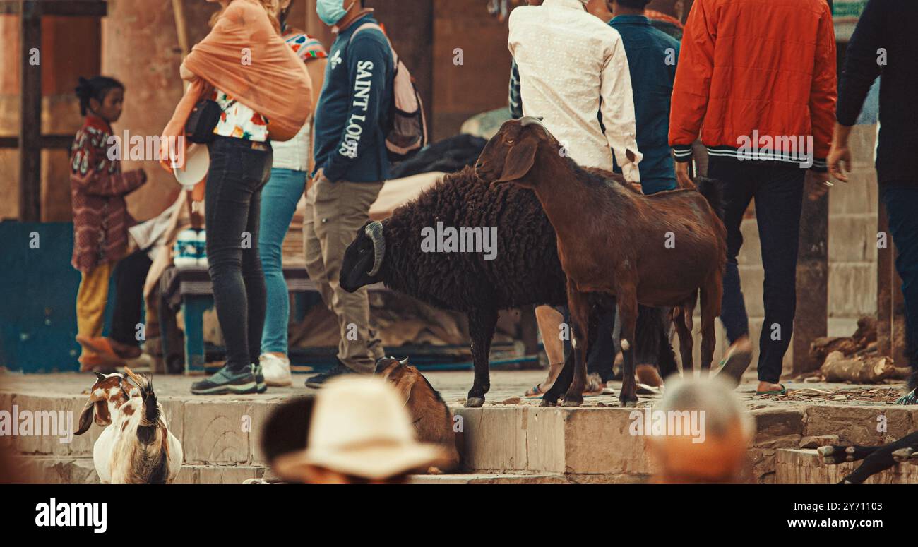 Varanasi, India. Goats Looking For Feed On Ghat Steps On Harishchandra ...