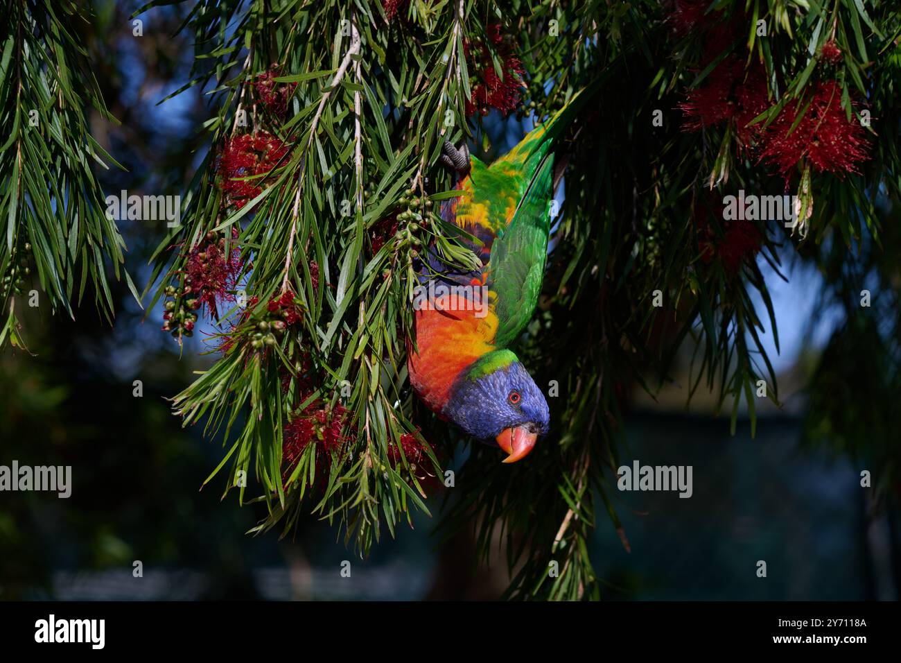 Side view of a rainbow lorikeet hanging upside down from a callistemon ...