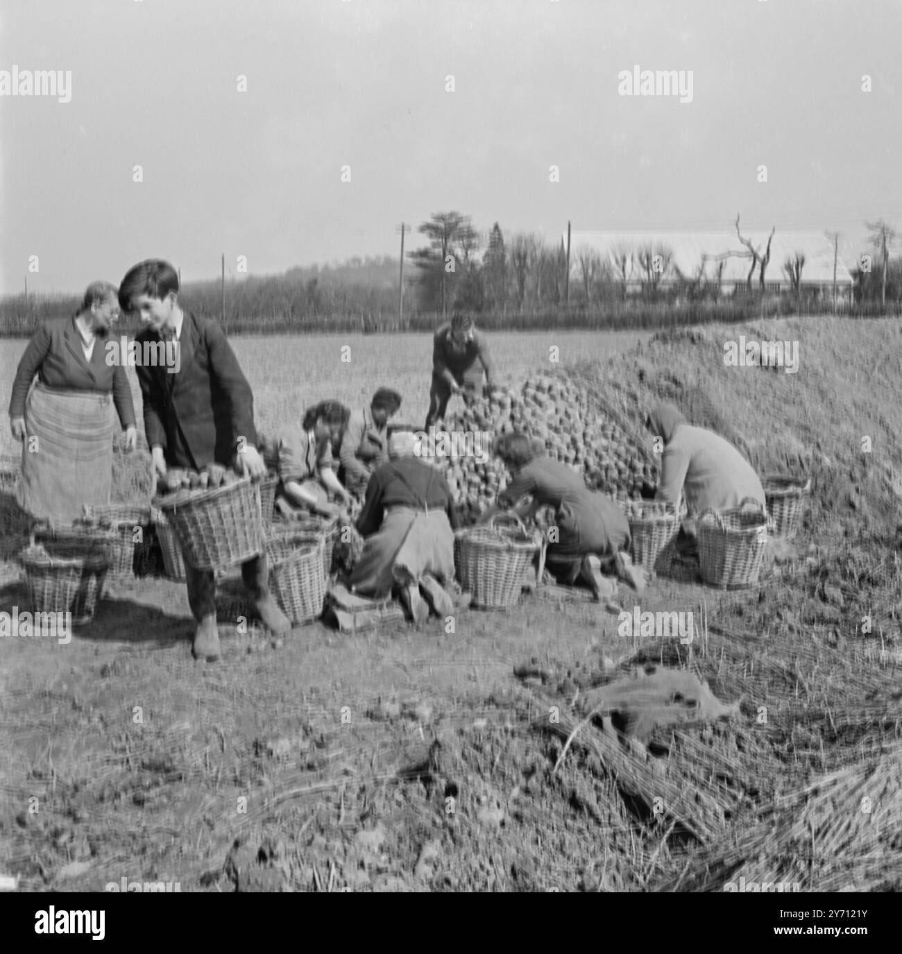 Bagging potatoes from clamp 3 April 1947 Stock Photo - Alamy