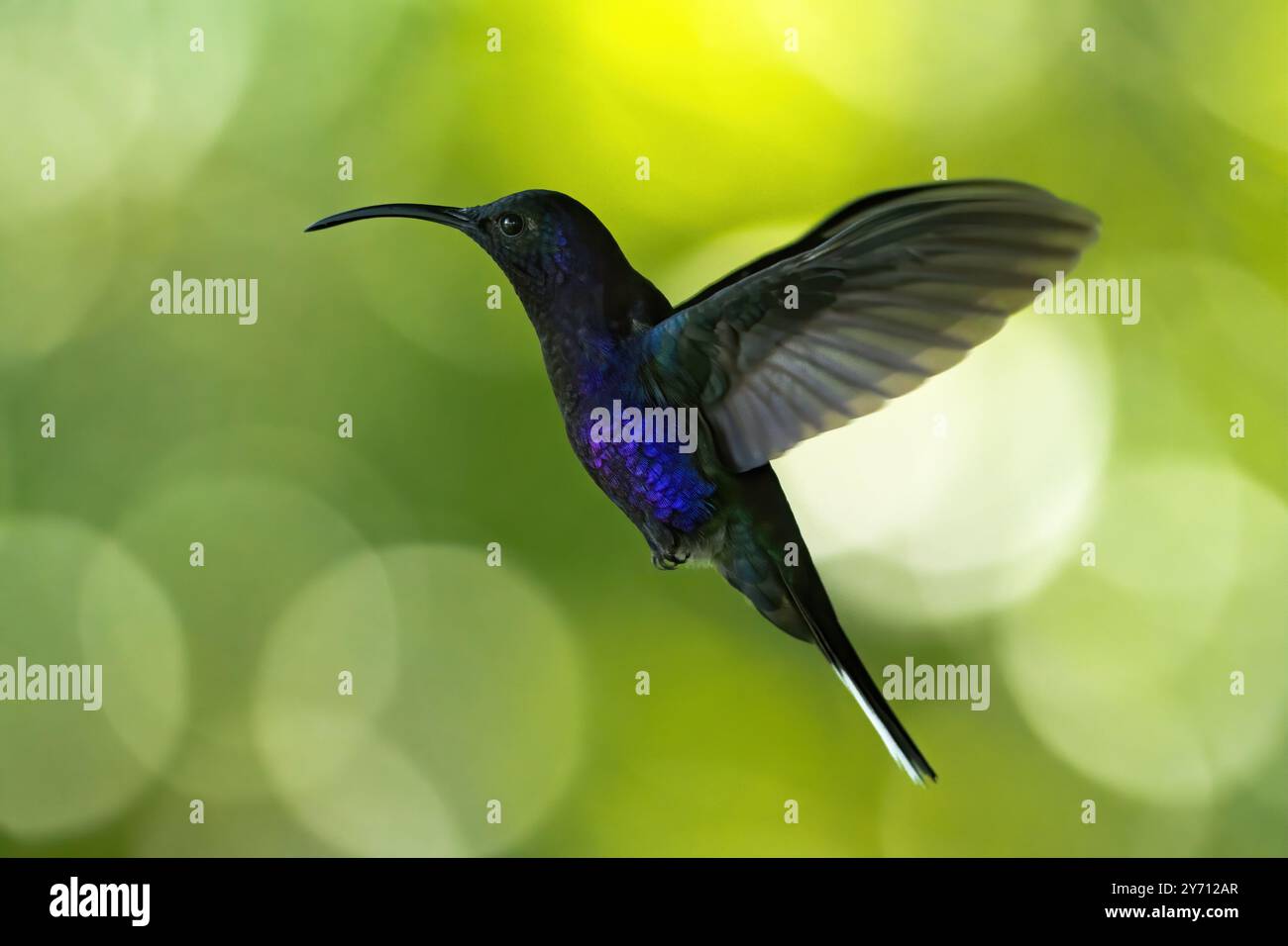 Flying Violet sabrewing (Campylopterus hemileucurus), fly, detail ...