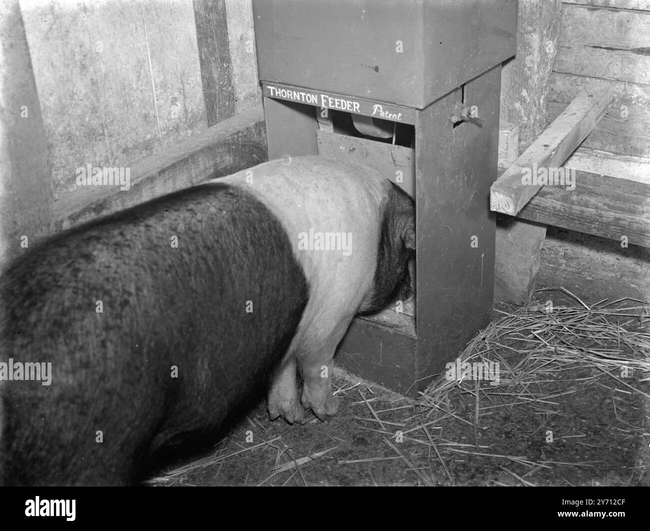 '' Self Service '' Feeding for Pigs . 1 January 1946 Stock Photo - Alamy
