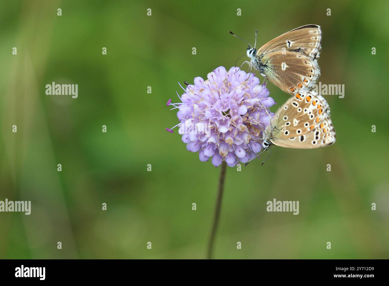 Adonis Blue Butterfly two females, one is aberration krodeli ...