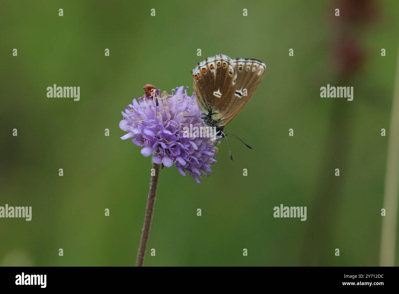 Adonis Blue Butterfly female aberration krodeli - Polyommatus bellargus ...