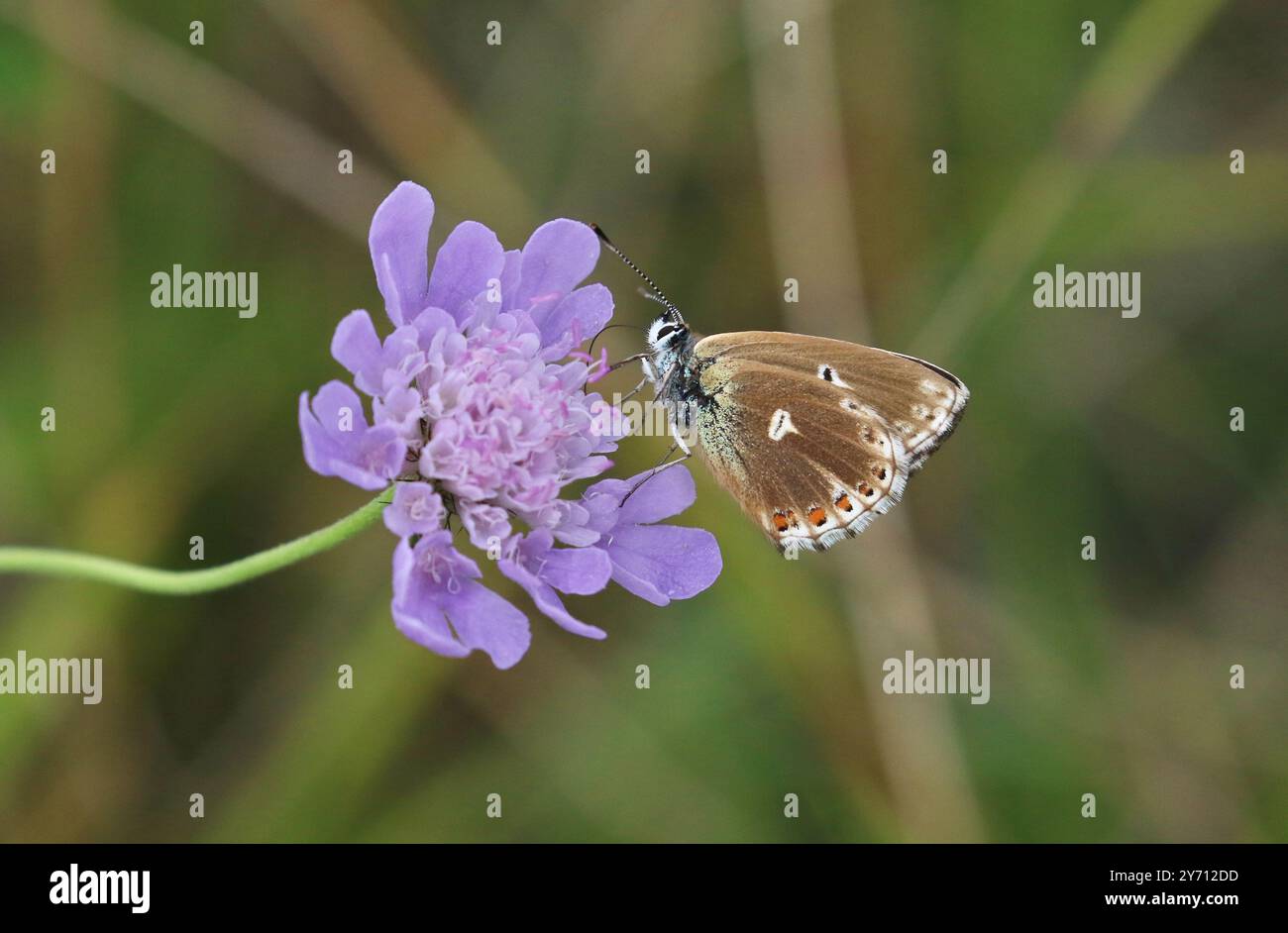 Adonis Blue Butterfly female aberration krodeli - Polyommatus bellargus ...