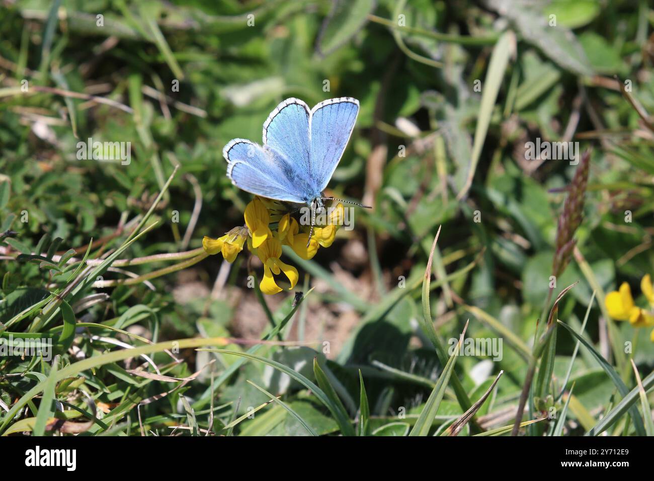 Adonis Blue Butterfly male - Polyommatus bellargus Stock Photo - Alamy
