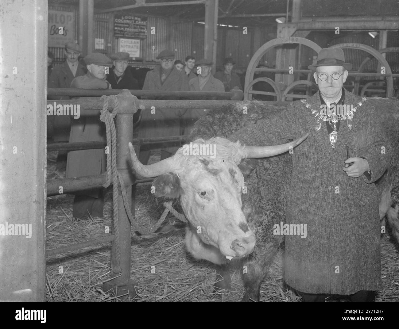 Rochester Fat Stock Show . 1 January 1946 Stock Photo - Alamy