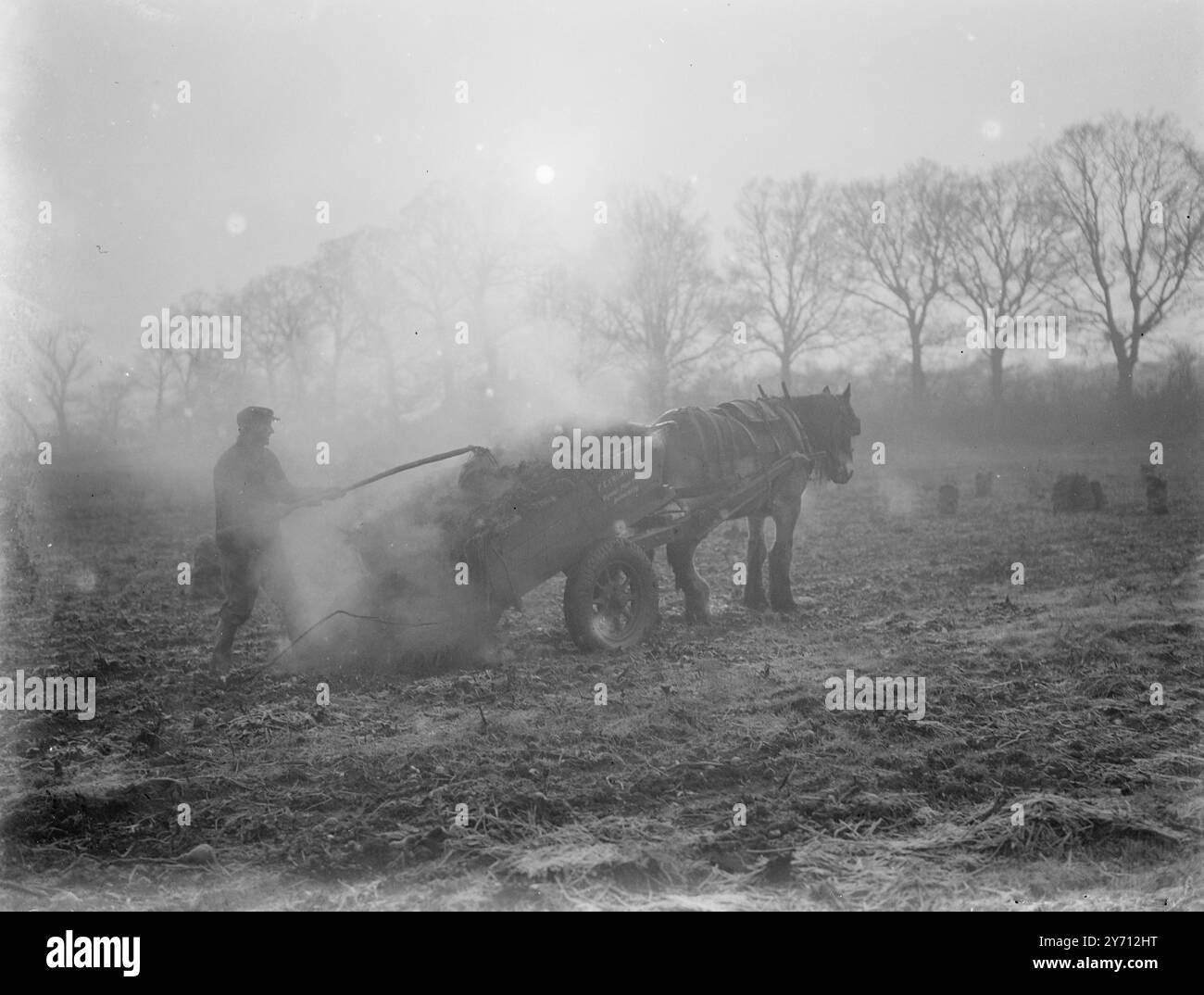 Dung Spreading - Crowhurst's Farm 1 January 1946 Stock Photo - Alamy