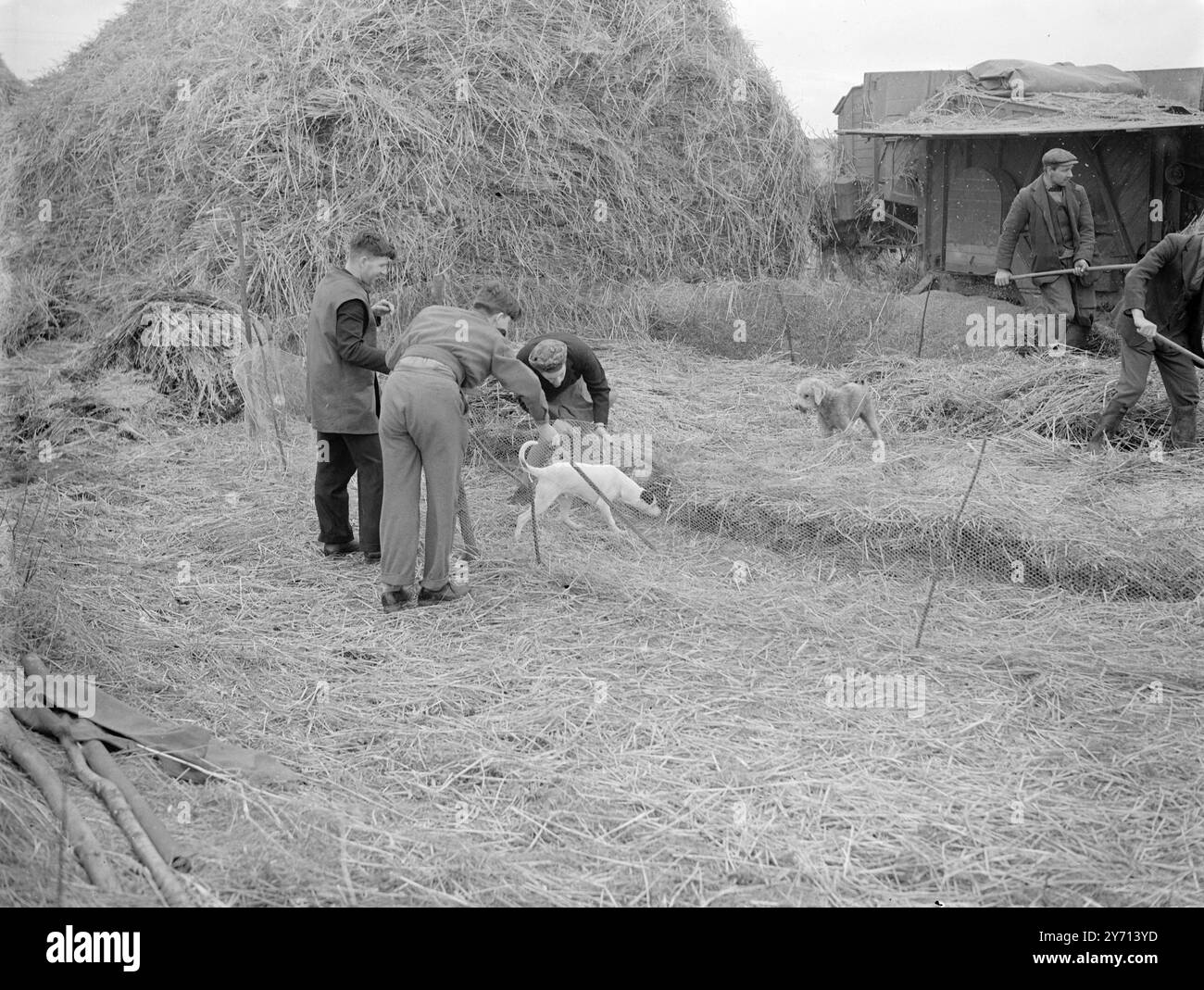 Threshing sticks hi-res stock photography and images - Alamy