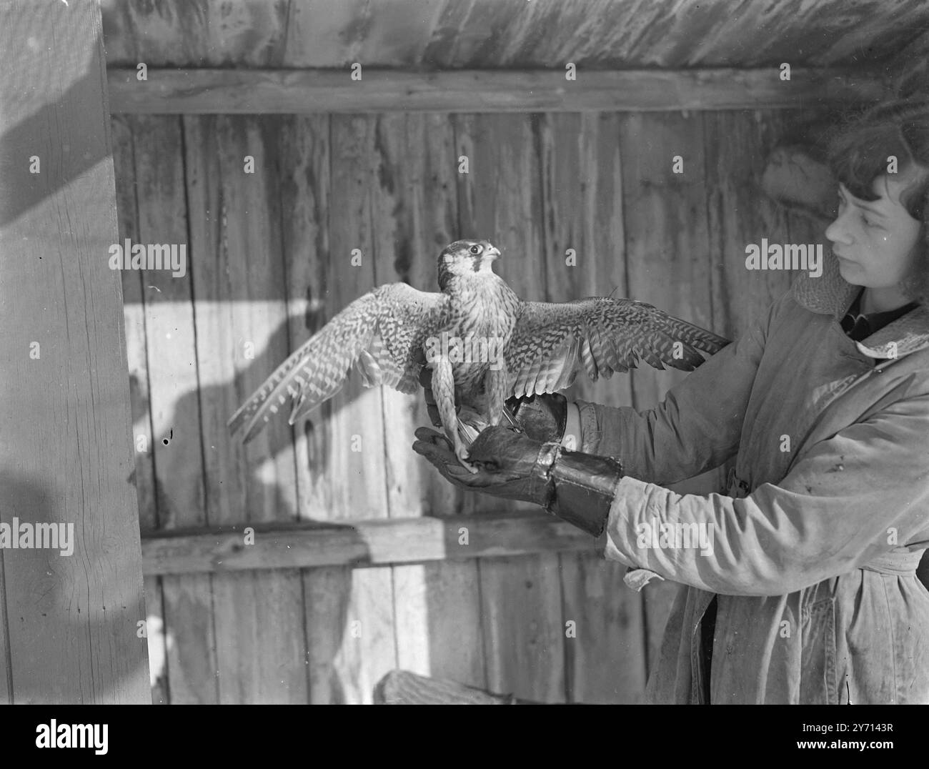 Peregrine Falcon - Maidstone Zoo . 1 January 1947 Stock Photo - Alamy