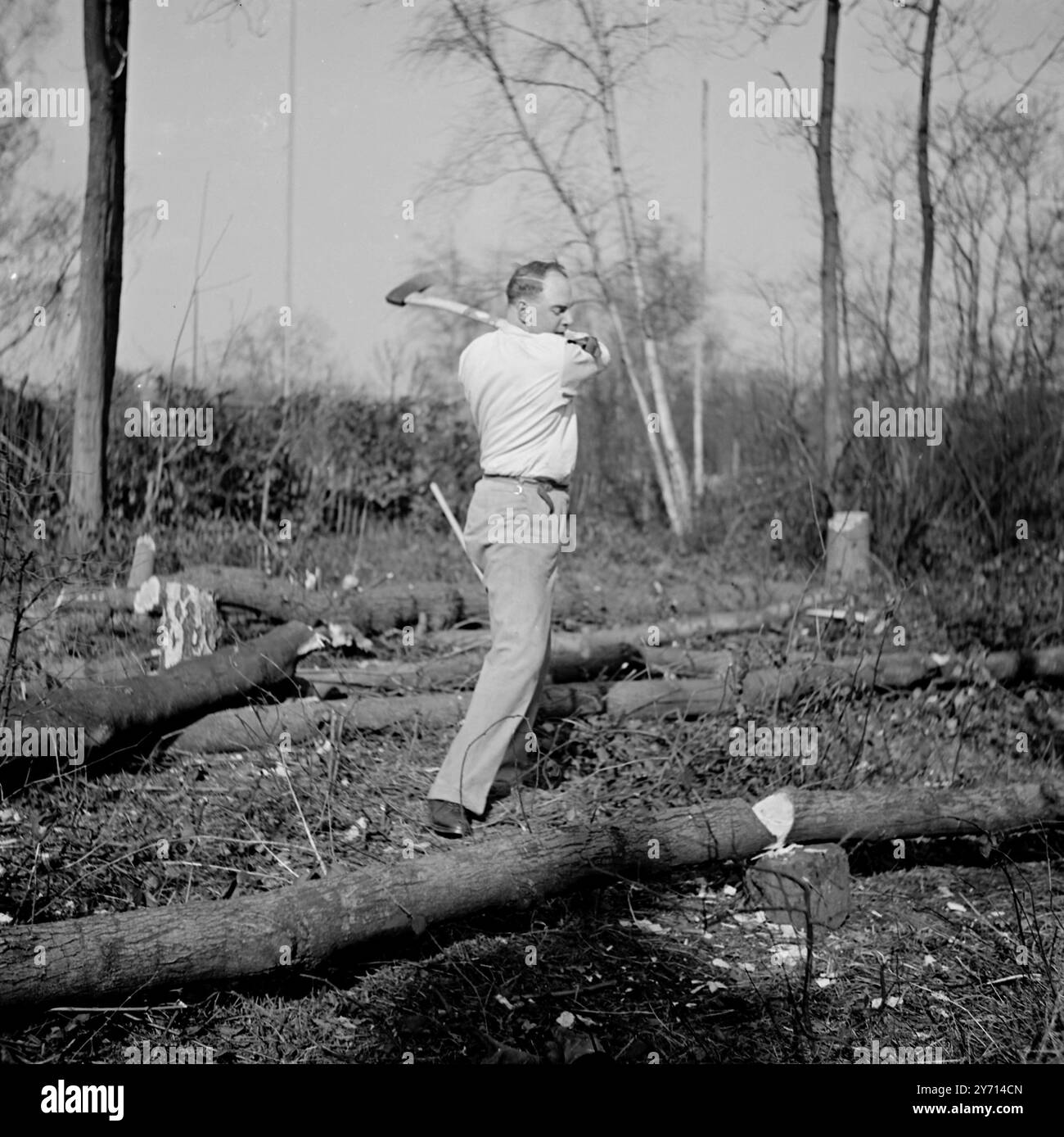 Felling Tree 1942 Stock Photo - Alamy