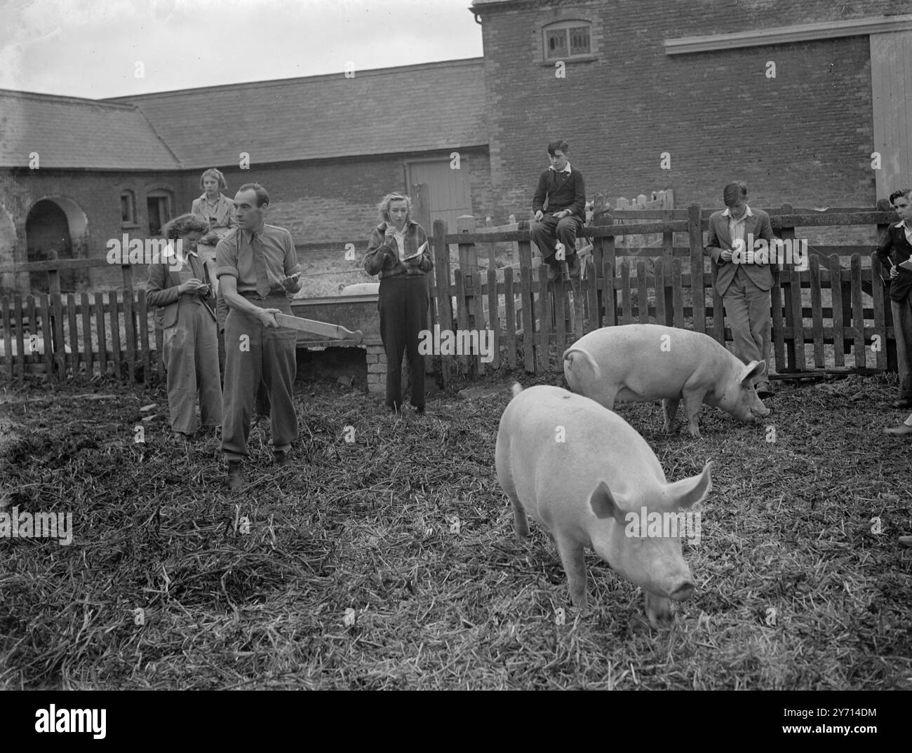 Northants weekly Farm School - Children and pigs . 1 January 1946 Stock ...