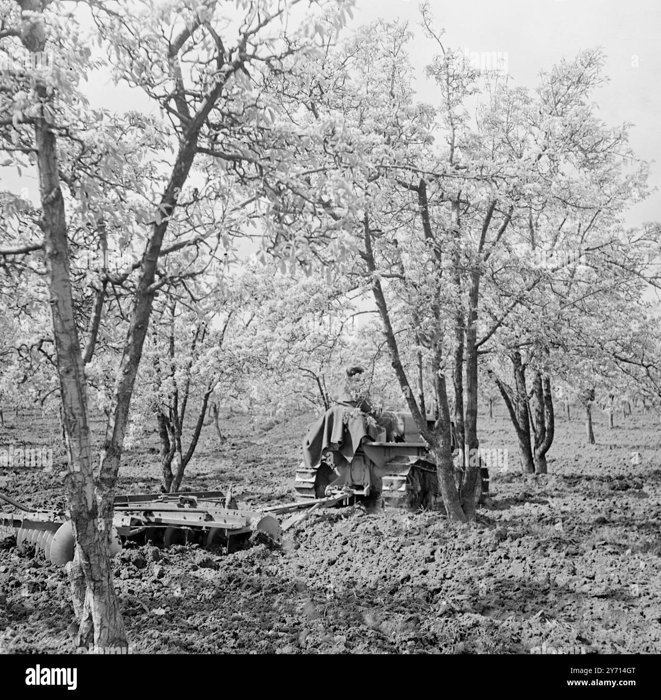Orchard Cultivation - Pears . 6 May 1947 Stock Photo - Alamy