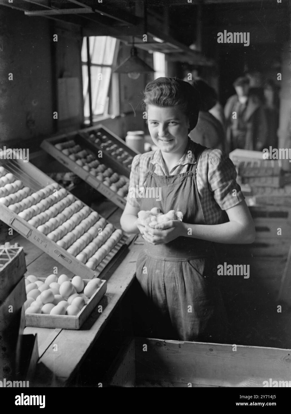 Chicks incubator Black and White Stock Photos & Images - Alamy