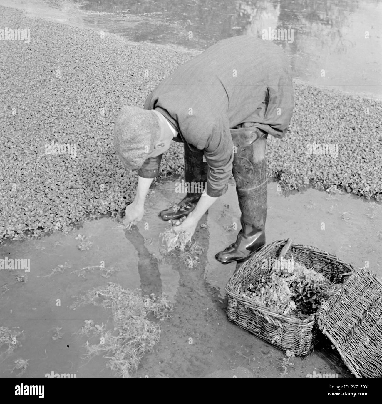 Cutting watercress - gomshall 30 March 1947 Stock Photo - Alamy