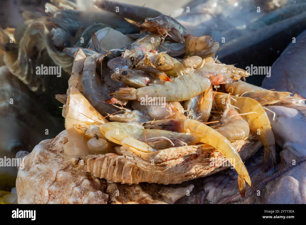 Shrimp. Fresh raw shrimps at the market for sell. Heap of prawns with ...