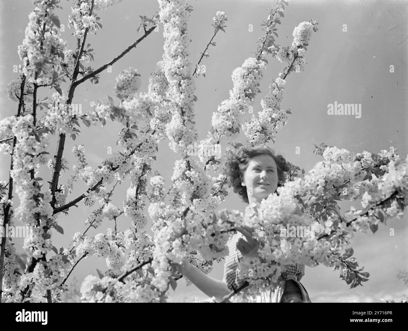 Cherry Blossom . 22 April 1947 Stock Photo - Alamy