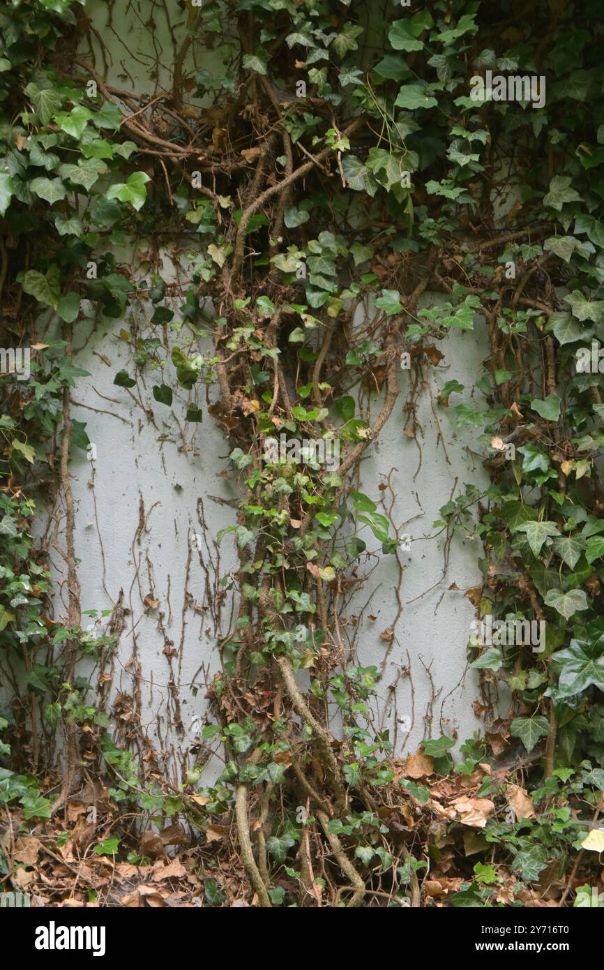 ivy growing up white painted garden wall Stock Photo - Alamy