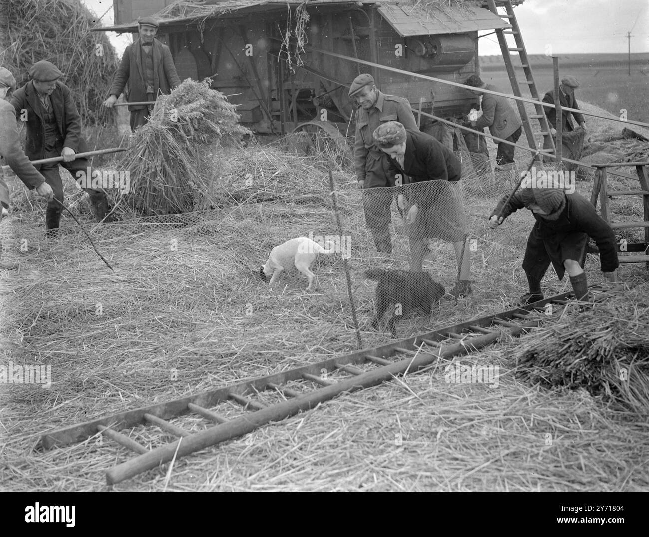 Rat catching when threshing . 1 March 1947 Stock Photo - Alamy