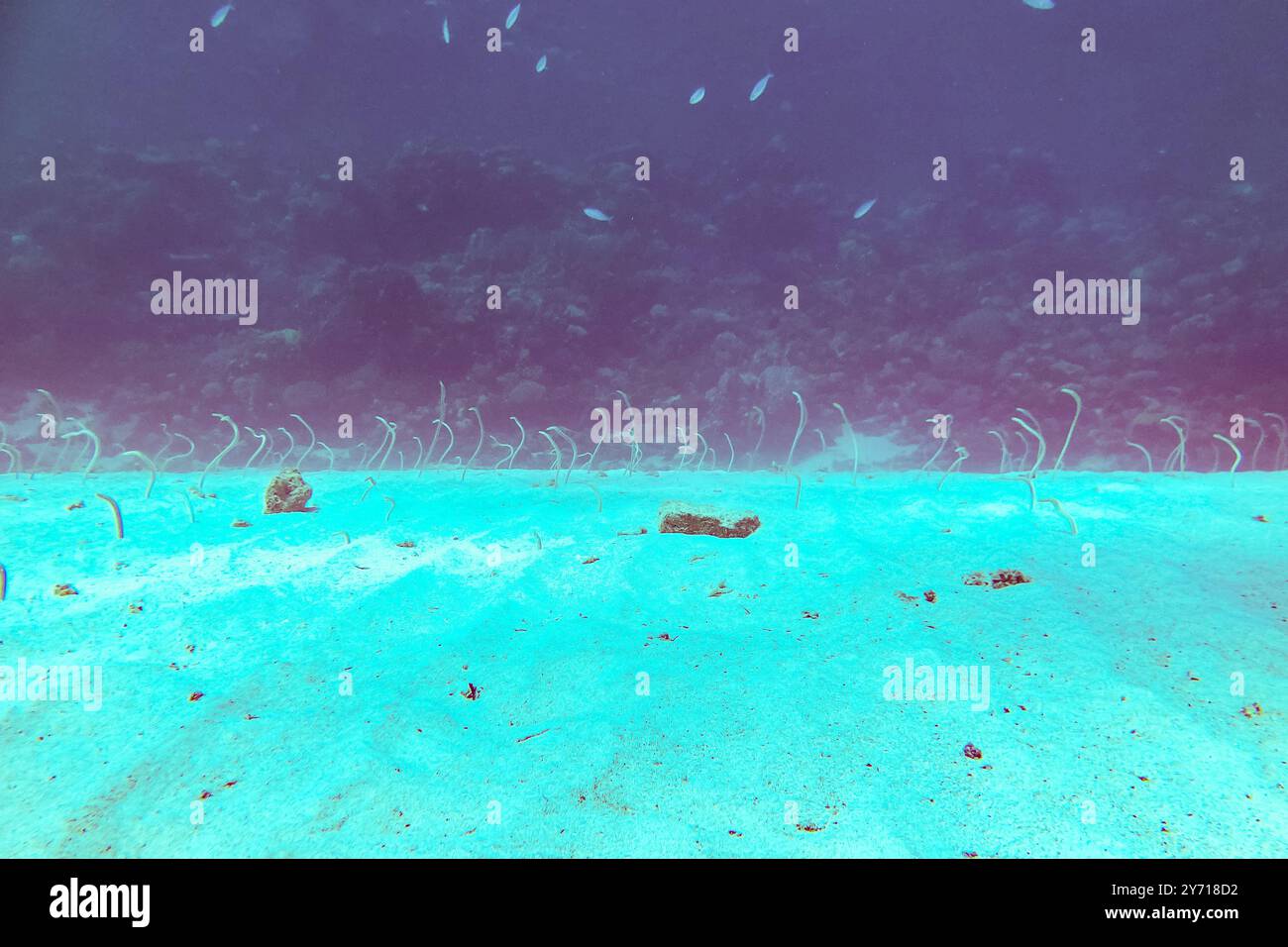 Red sea garden eel. Hundreds of eels are standing in the sand under the ...