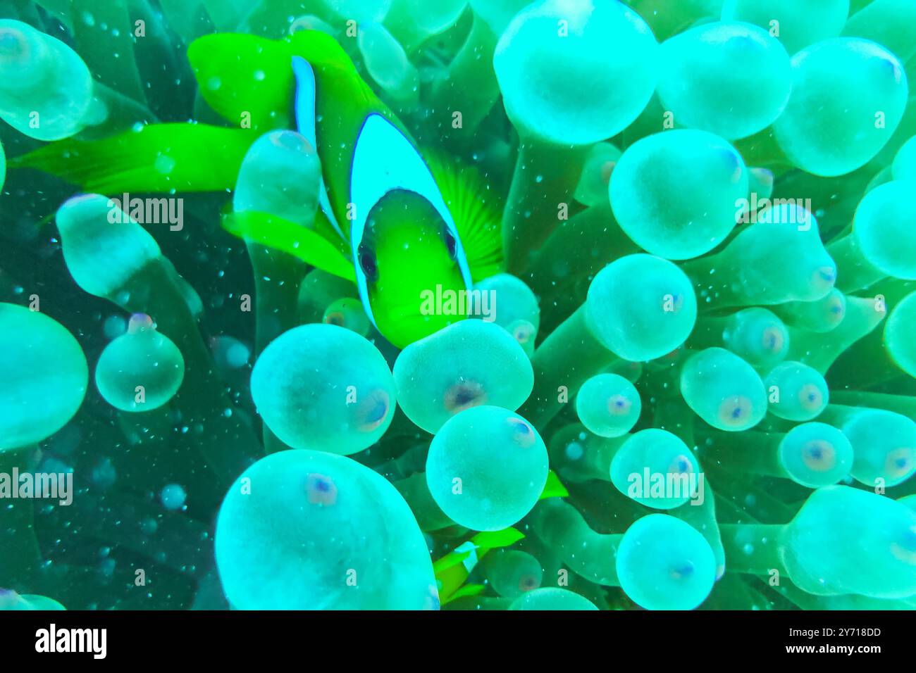 The Lovely juvenile Yellowtail clownfish (Amphiprion clarkii) in ...