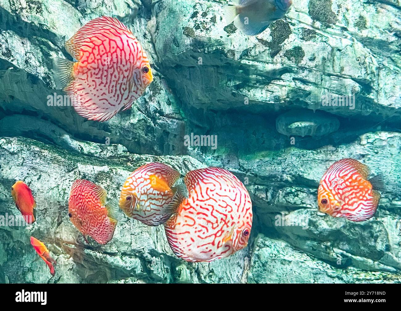 Discus (Symphysodon) fish swimming underwater in an aquarium Stock ...