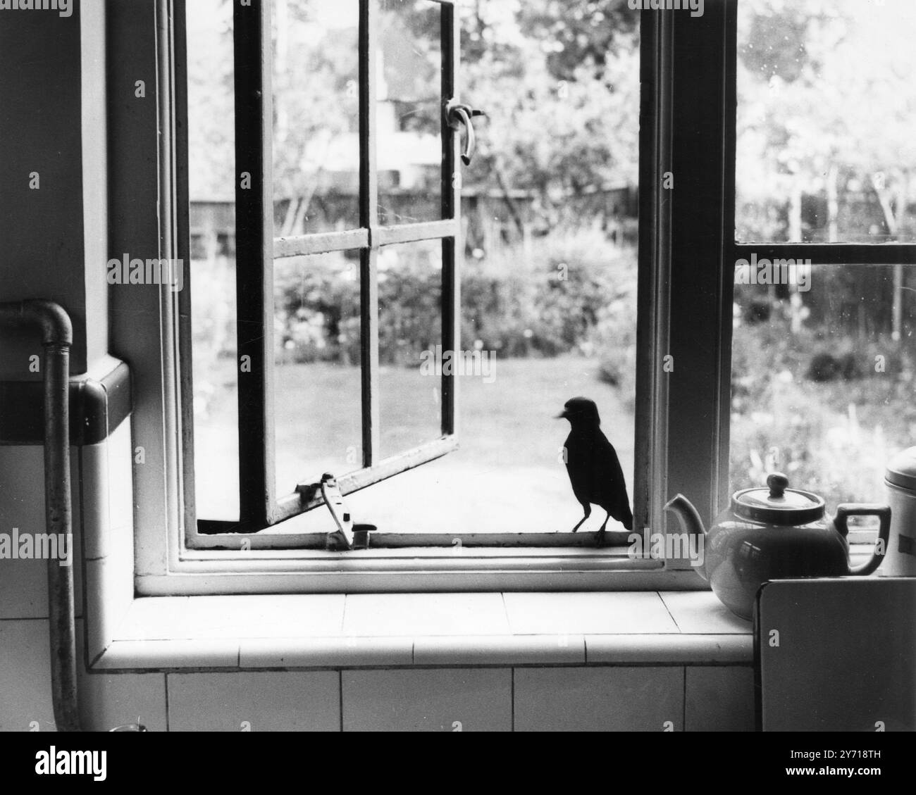 A small bird sitting on the frame of the open kitchen window , England ...