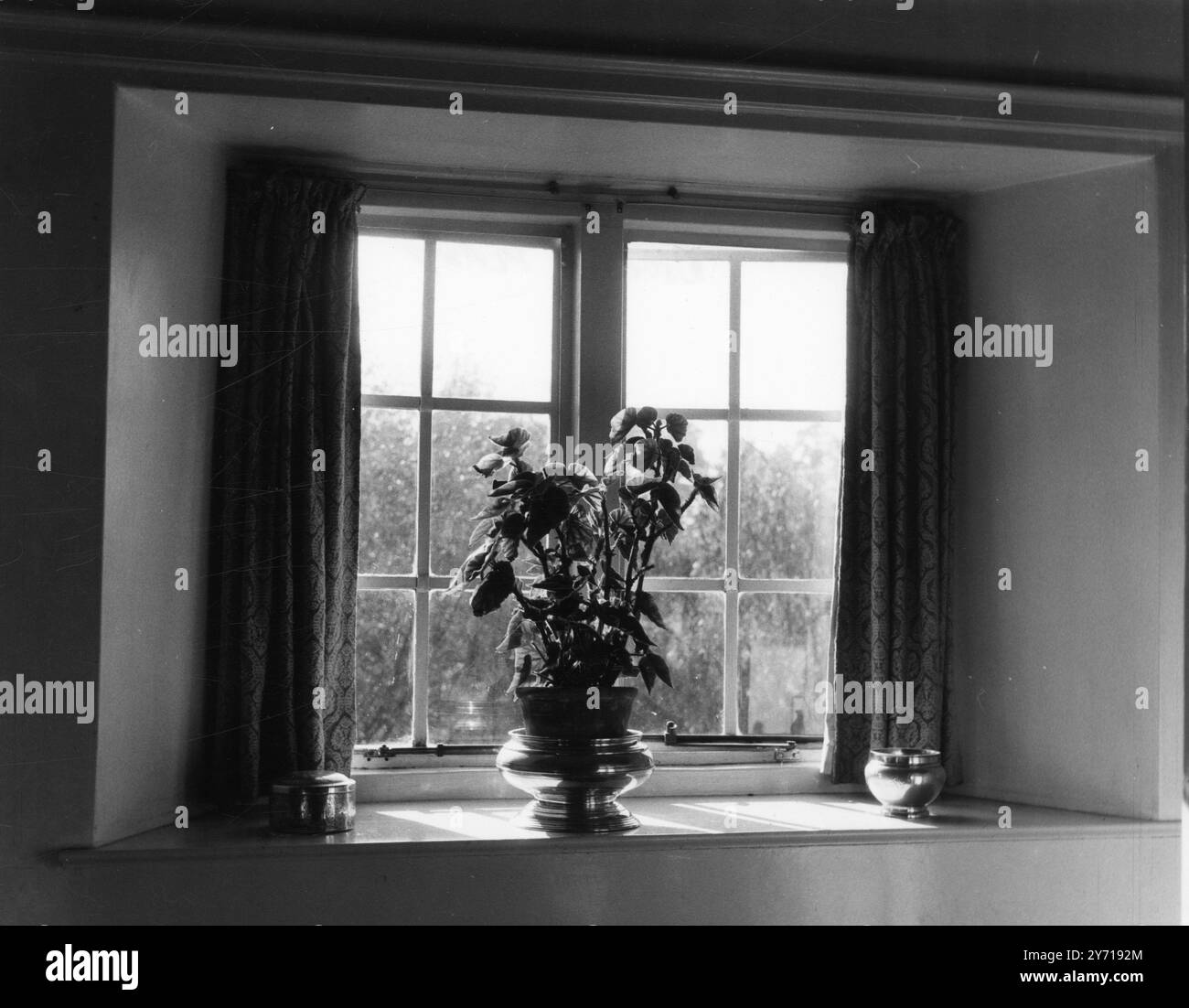 A begonia plant sitting on a window sill , England . 5 January 1960 ...