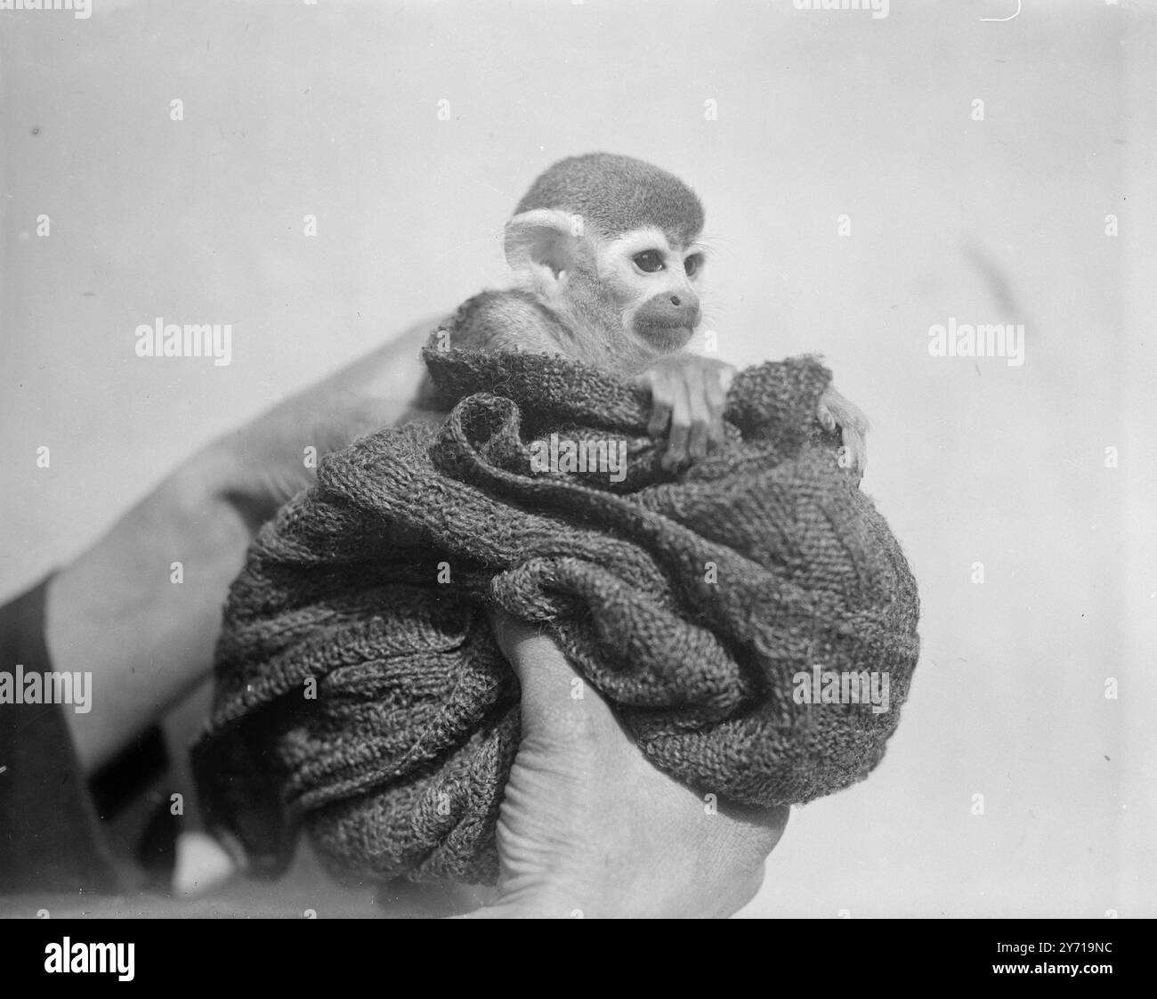 Troop monkeys Black and White Stock Photos & Images - Alamy