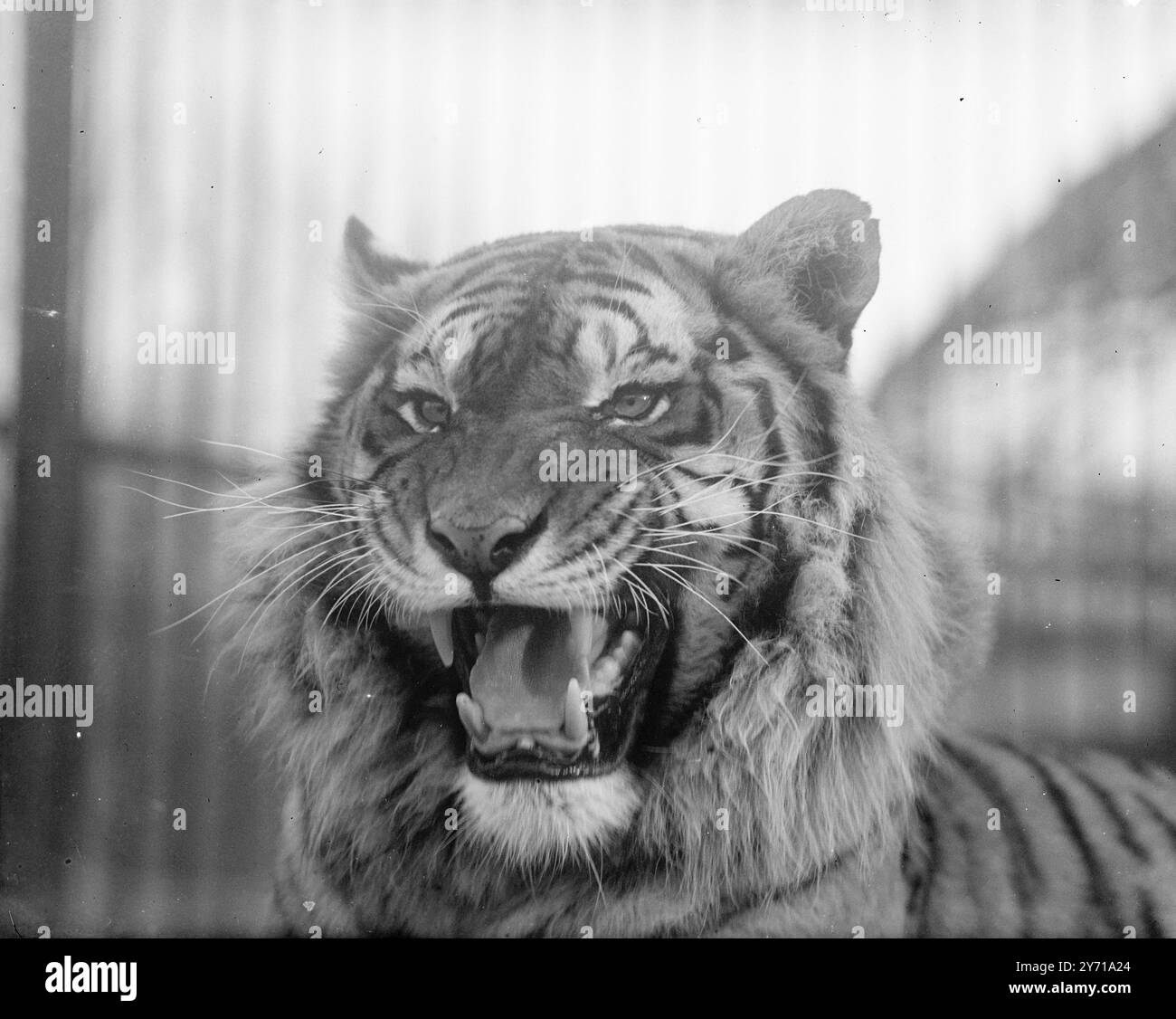 SMILE ON THE FACE OF THE TIGER WHAT MADE THE GREAT CAT LAUGH ? Anyway ...