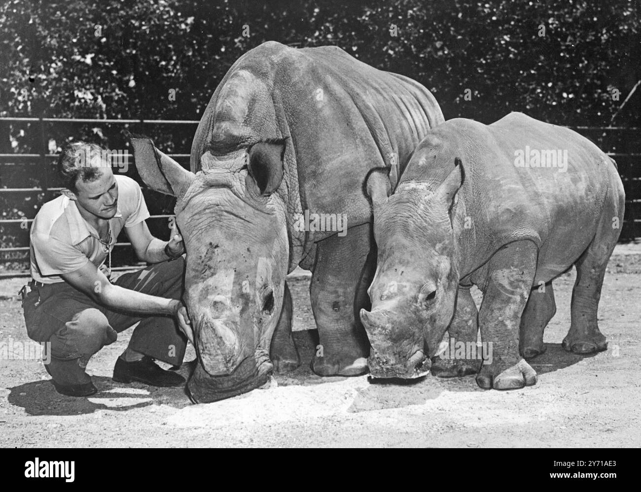 Half animals hi-res stock photography and images - Alamy