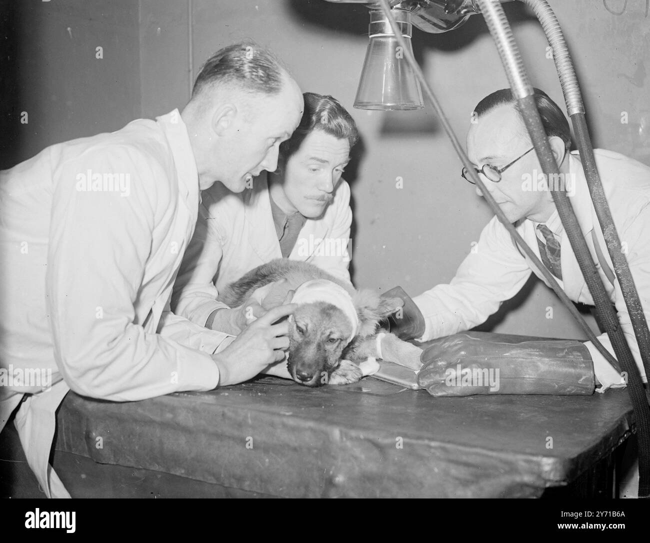 Centre for sick animals hi-res stock photography and images - Alamy