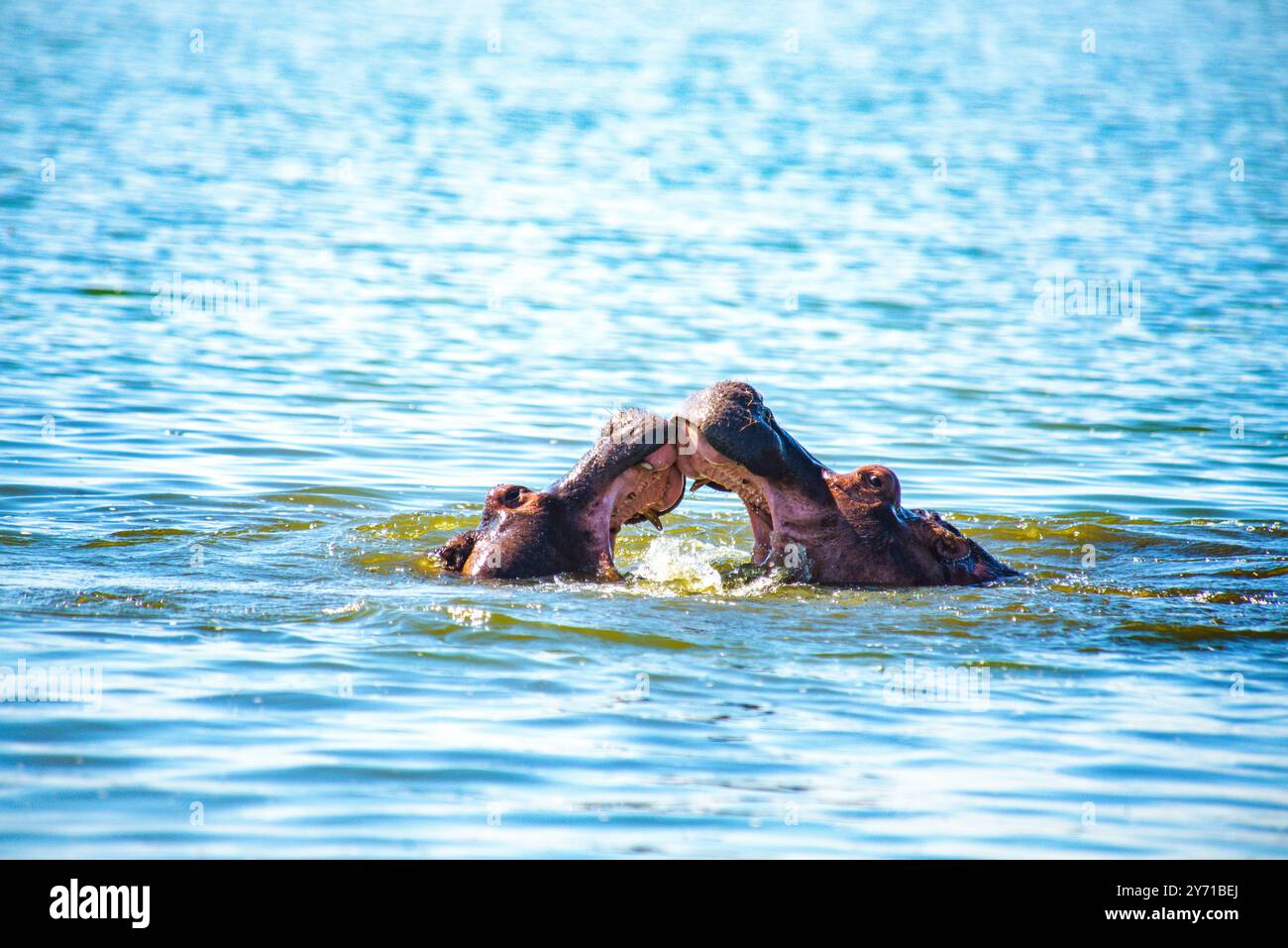 Hippos fighting in River Nile, Murchison Falls National Park- Uganda ...