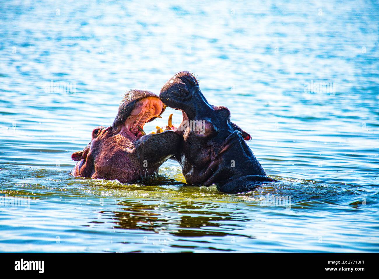 Hippopotamus fighing hi-res stock photography and images - Alamy