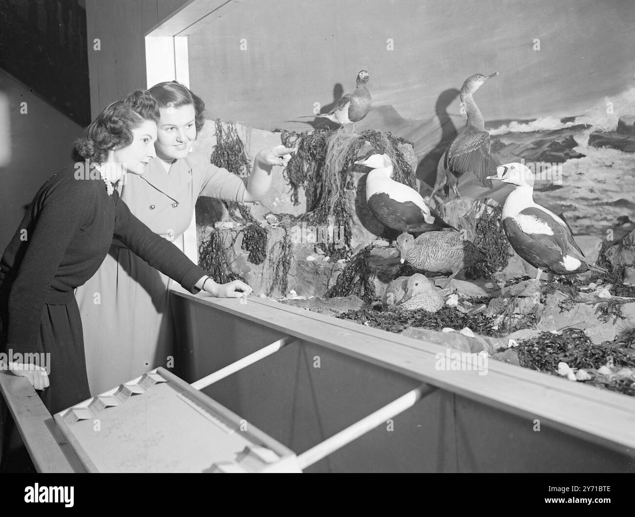 BRITISH WILDFOWL EXHIBITION The British Wildfowl exhibition , opened by ...