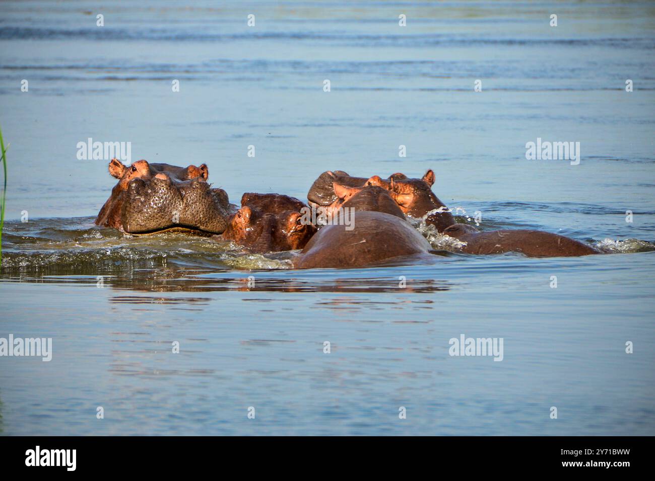 Hippos in River Nile, Murchison Falls National Park- Uganda Stock Photo ...