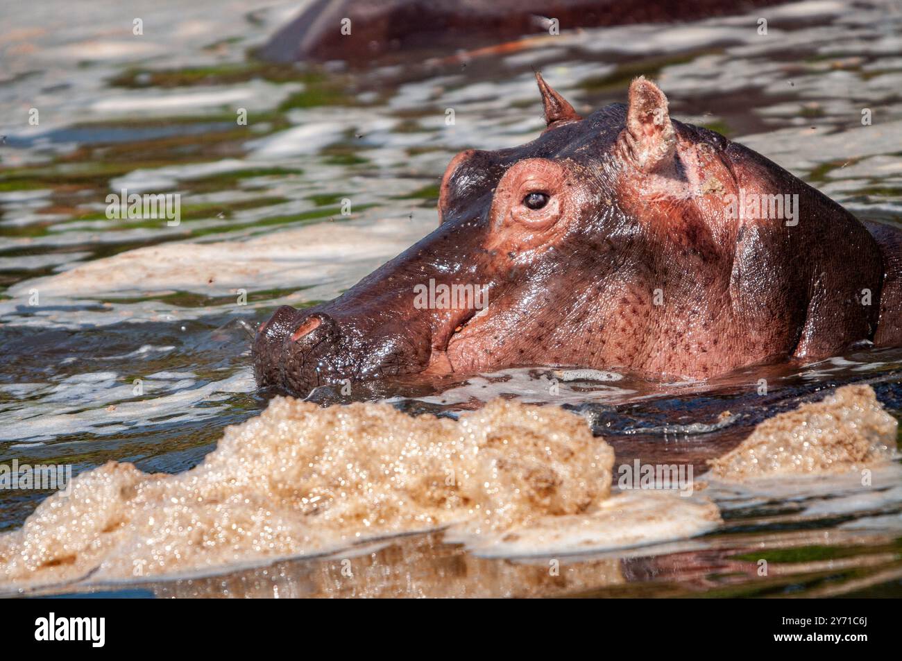 A Hippo in River Nile in Murchison Falls National Park Uganda Stock ...