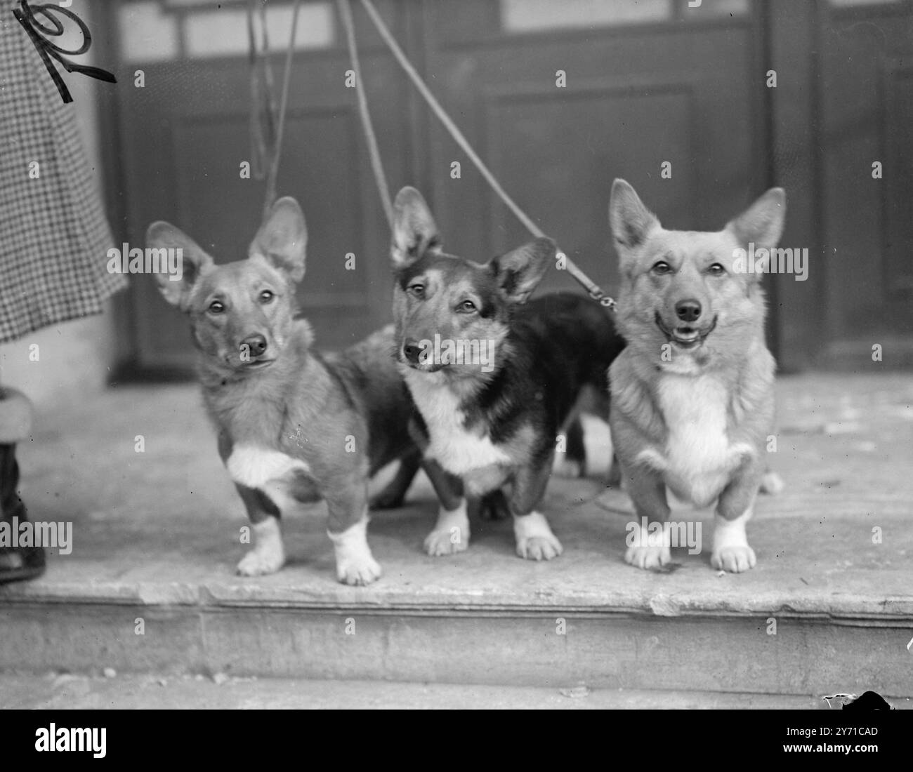 Welsh corgi league hi-res stock photography and images - Alamy
